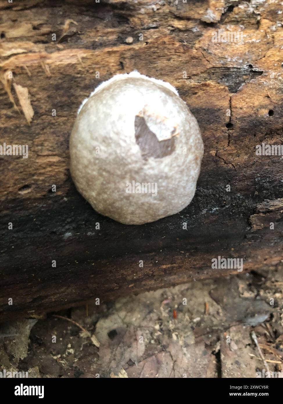 False Puffball (Reticularia lycoperdon) Protozoa Stock Photo - Alamy