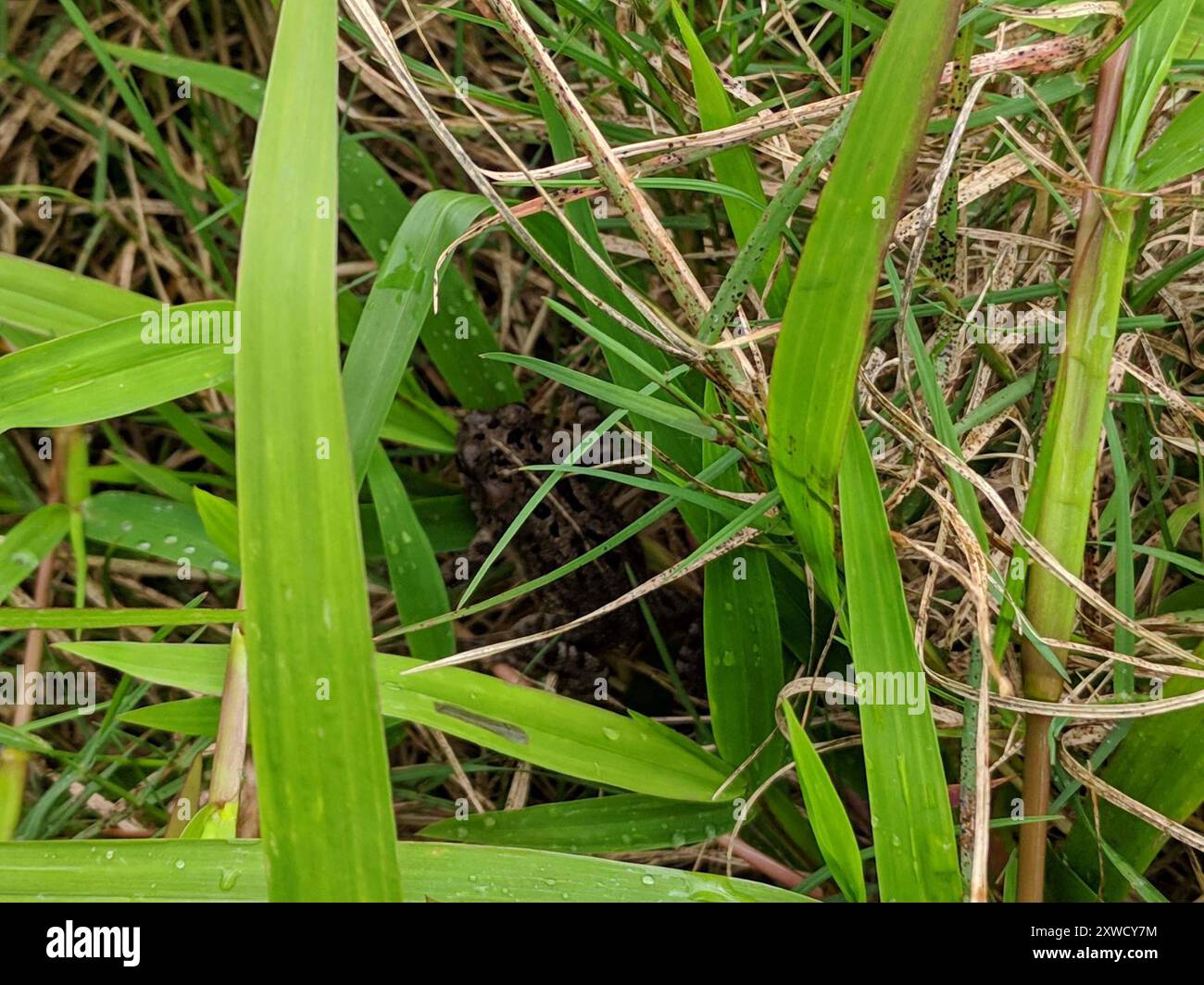 Guttural Toad (Sclerophrys gutturalis) Amphibia Stock Photo - Alamy