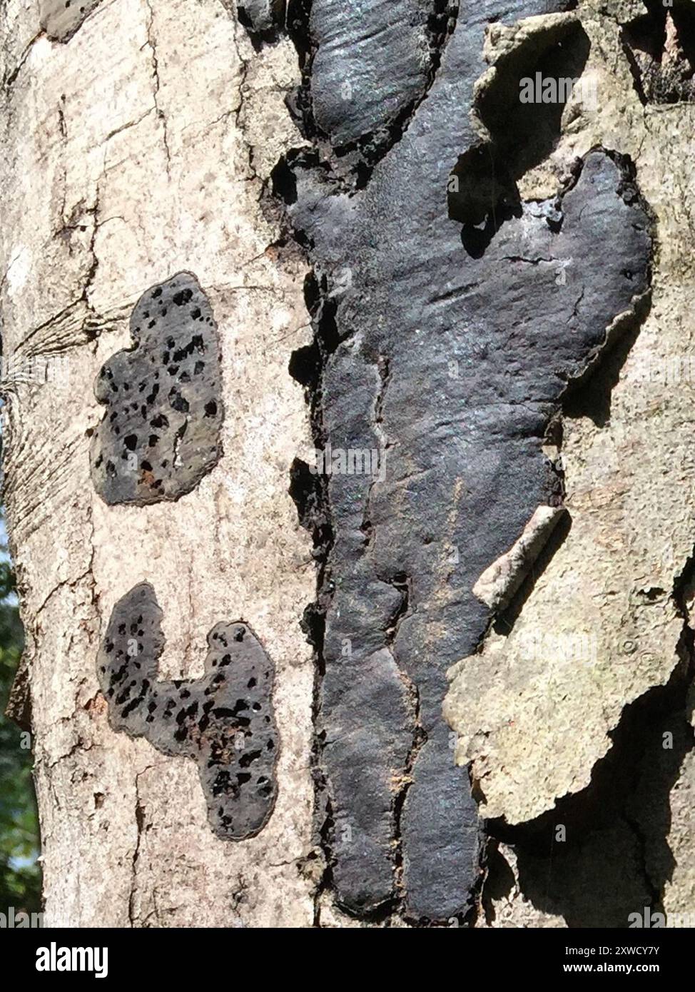 common tarcrust fungus (Diatrype stigma) Fungi Stock Photo - Alamy