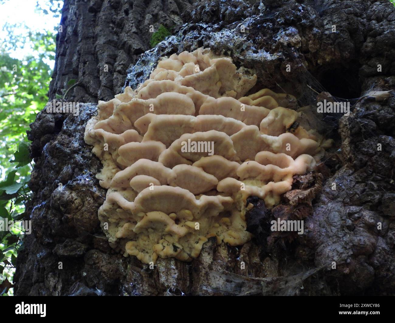 Northern Tooth (Climacodon septentrionalis) Fungi Stock Photo - Alamy