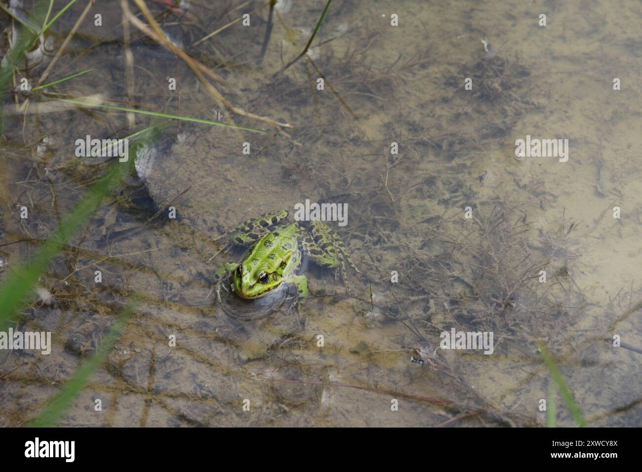 Pool Frog (Pelophylax lessonae lessonae) Amphibia Stock Photo - Alamy