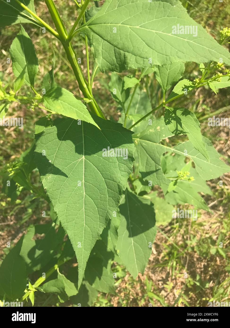 Yellow Crownbeard (Verbesina occidentalis) Plantae Stock Photo - Alamy