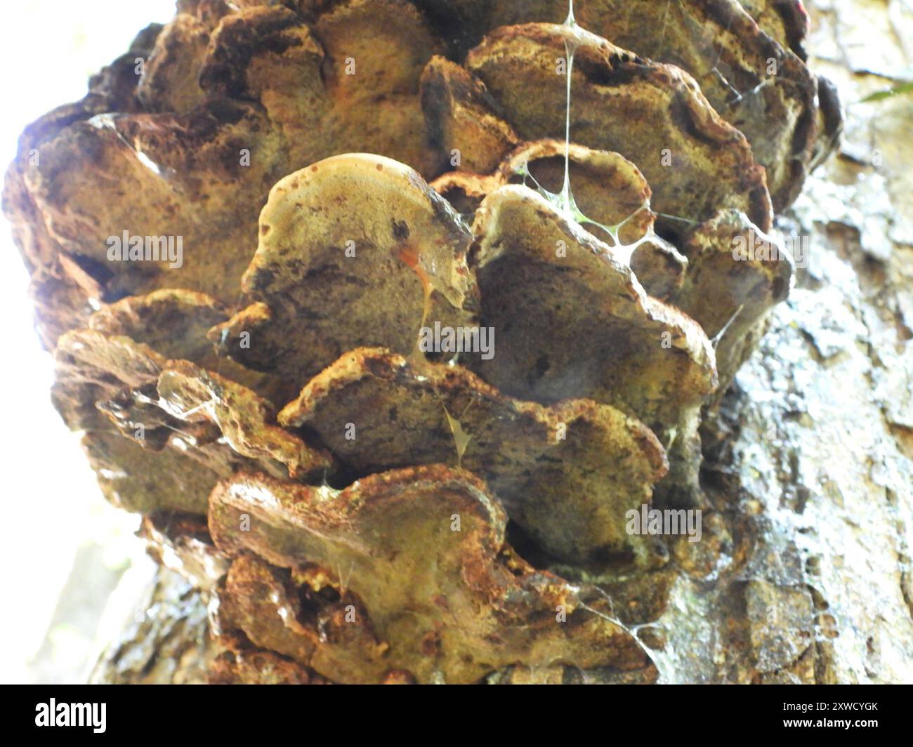 Northern Tooth (Climacodon septentrionalis) Fungi Stock Photo - Alamy