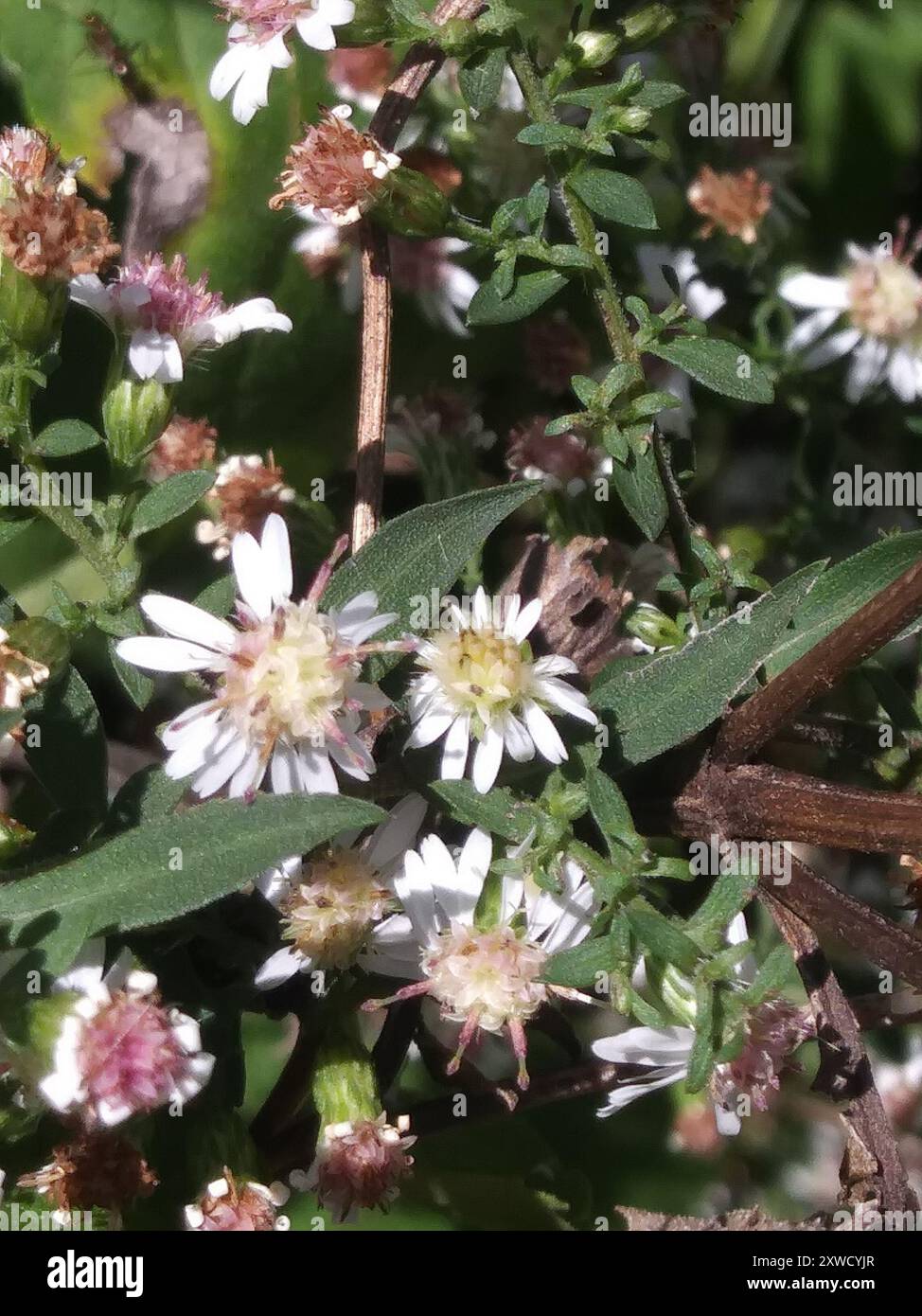 calico aster (Symphyotrichum lateriflorum) Plantae Stock Photo - Alamy