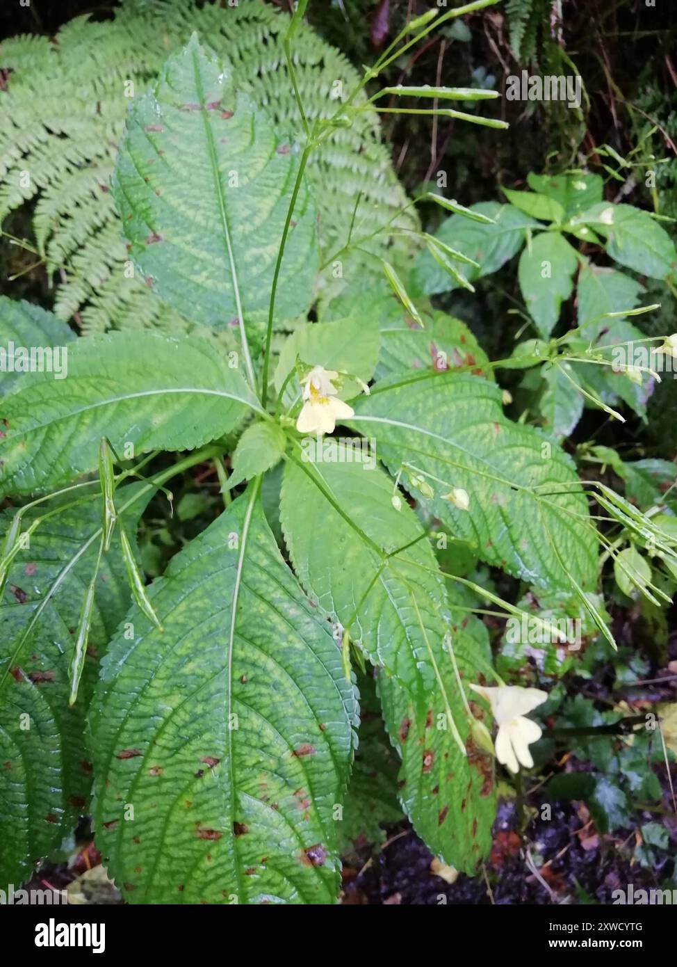 small balsam (Impatiens parviflora) Plantae Stock Photo - Alamy