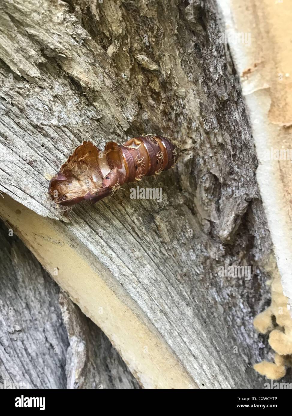 Spongy Moth (Lymantria dispar) Insecta Stock Photo - Alamy