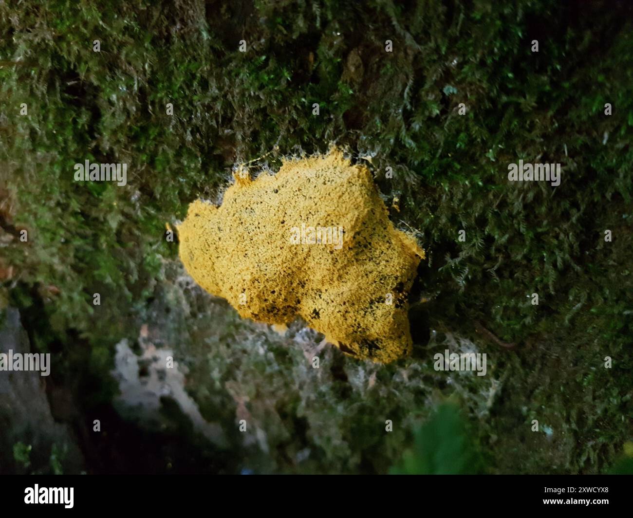Dog Vomit Slime Mold (Fuligo septica) Protozoa Stock Photo - Alamy