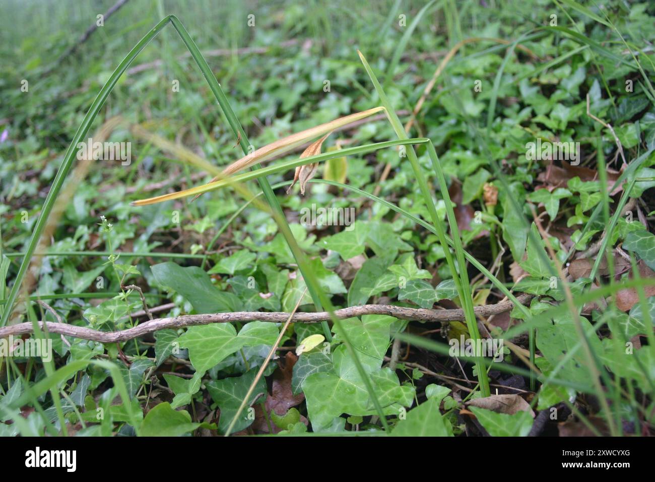 Snake's-head Iris (Iris tuberosa) Plantae Stock Photo - Alamy