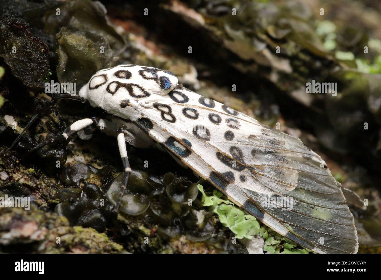 Giant Leopard Moth (Hypercompe scribonia) Insecta Stock Photo - Alamy