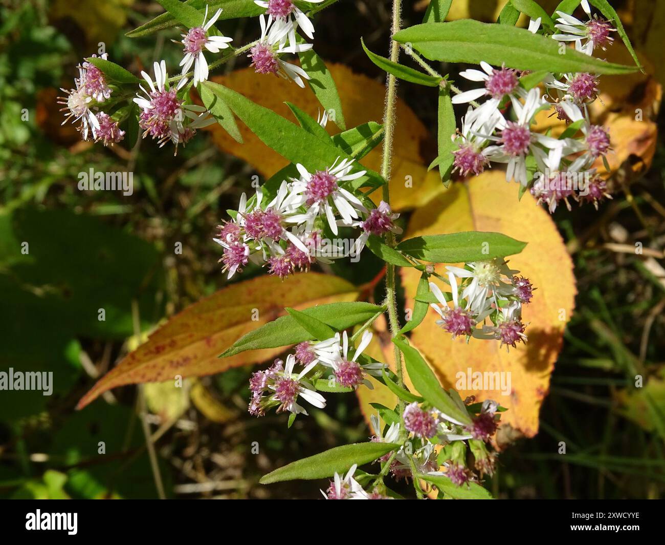 calico aster (Symphyotrichum lateriflorum) Plantae Stock Photo - Alamy