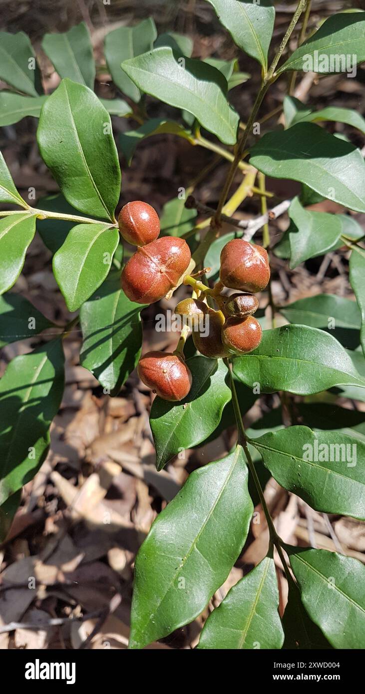 scentless rosewood (Synoum glandulosum) Plantae Stock Photo - Alamy