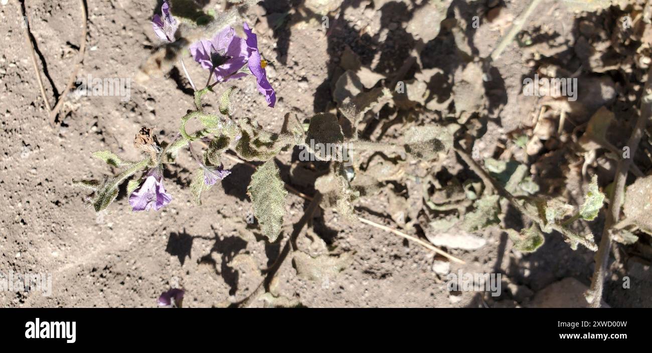 purple nightshade (Solanum xanti) Plantae Stock Photo - Alamy