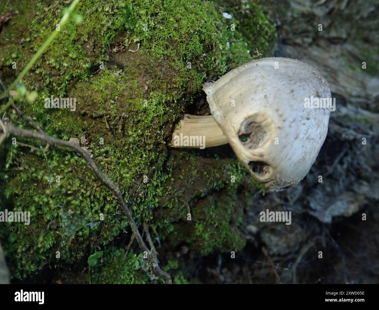Common Ink Cap (Coprinopsis atramentaria) Fungi Stock Photo - Alamy