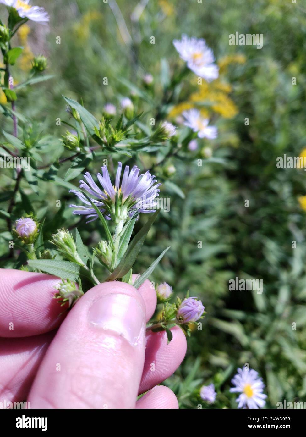 New York aster (Symphyotrichum novi-belgii) Plantae Stock Photo - Alamy