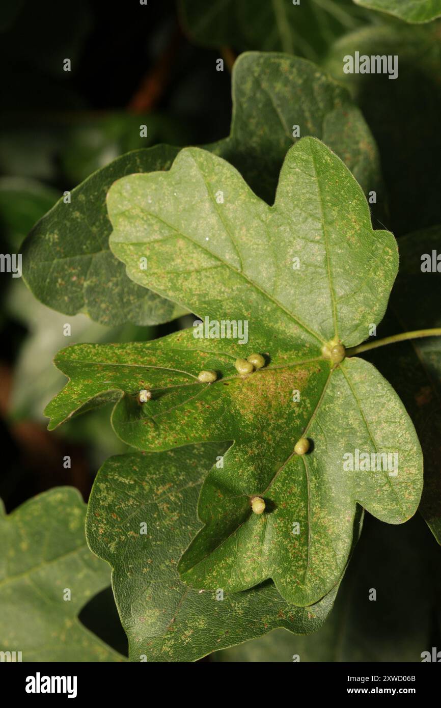 solitary maple leaf gall mite (Aceria macrochela) Arachnida Stock Photo ...