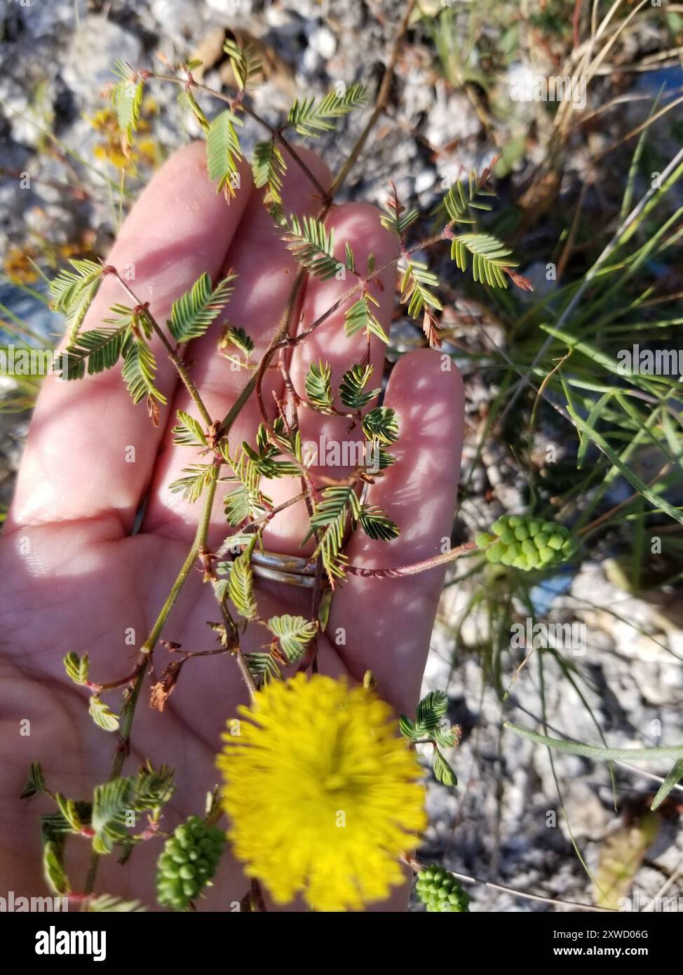 Yellow Puff (Neptunia lutea) Plantae Stock Photo - Alamy