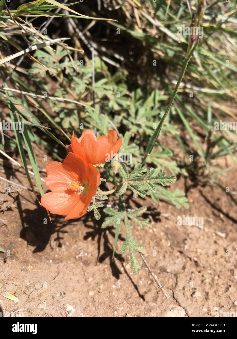 Scarlet Globemallow (Sphaeralcea coccinea) Plantae Stock Photo - Alamy