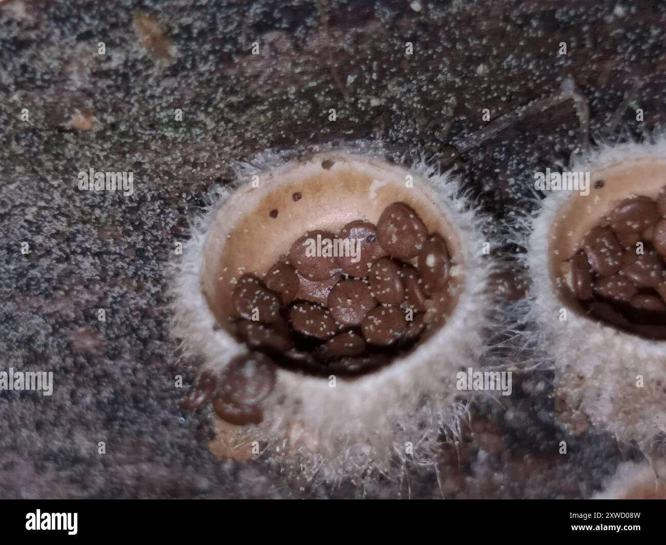 woolly bird's nest fungus (Nidula niveotomentosa) Fungi Stock Photo - Alamy