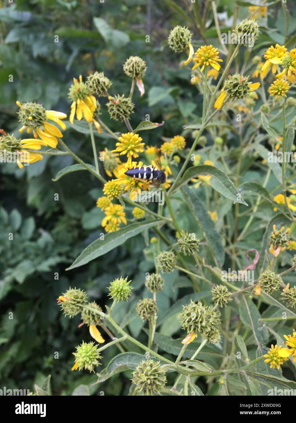 Four-banded Stink Bug Wasp (Bicyrtes quadrifasciatus) Insecta Stock ...