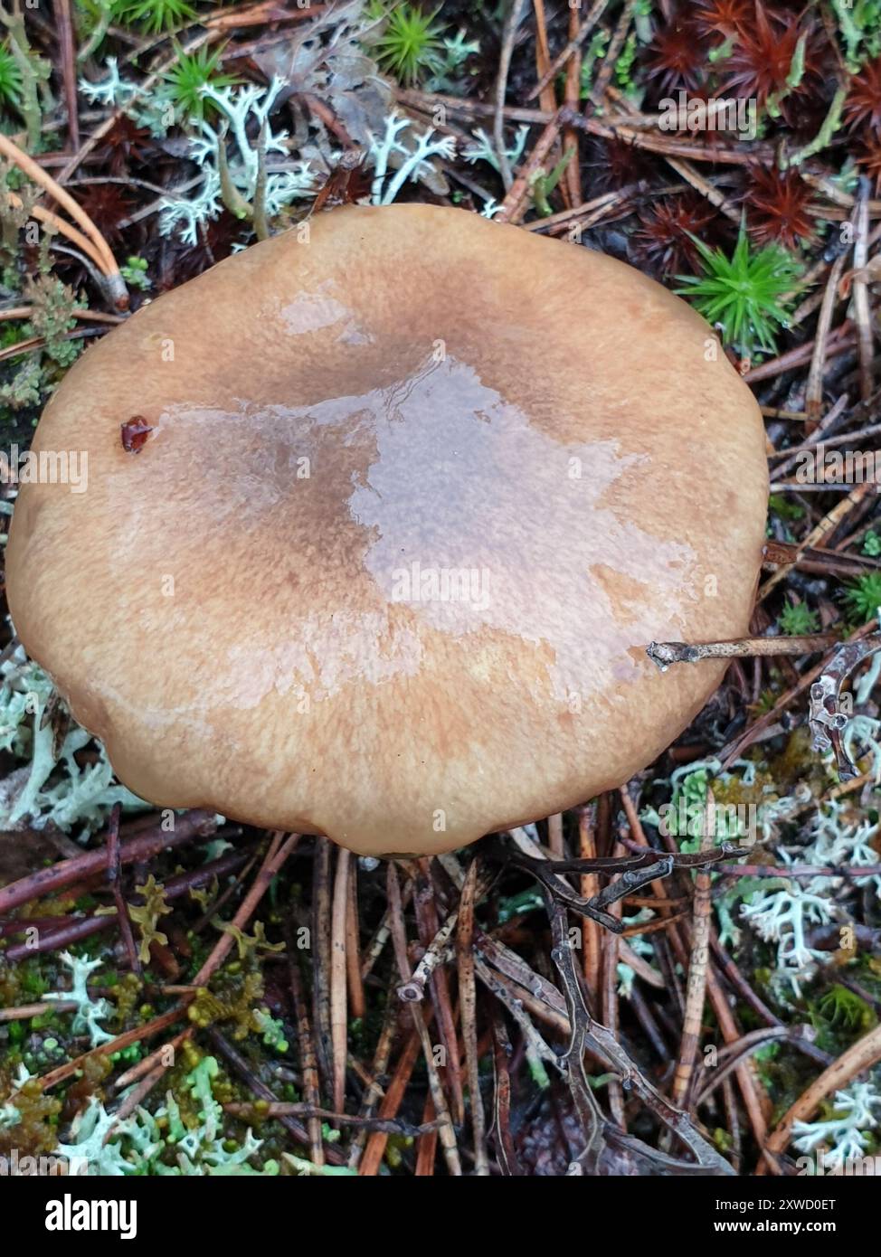 Purple-veiled Slippery Jack (Suillus luteus) Fungi Stock Photo - Alamy