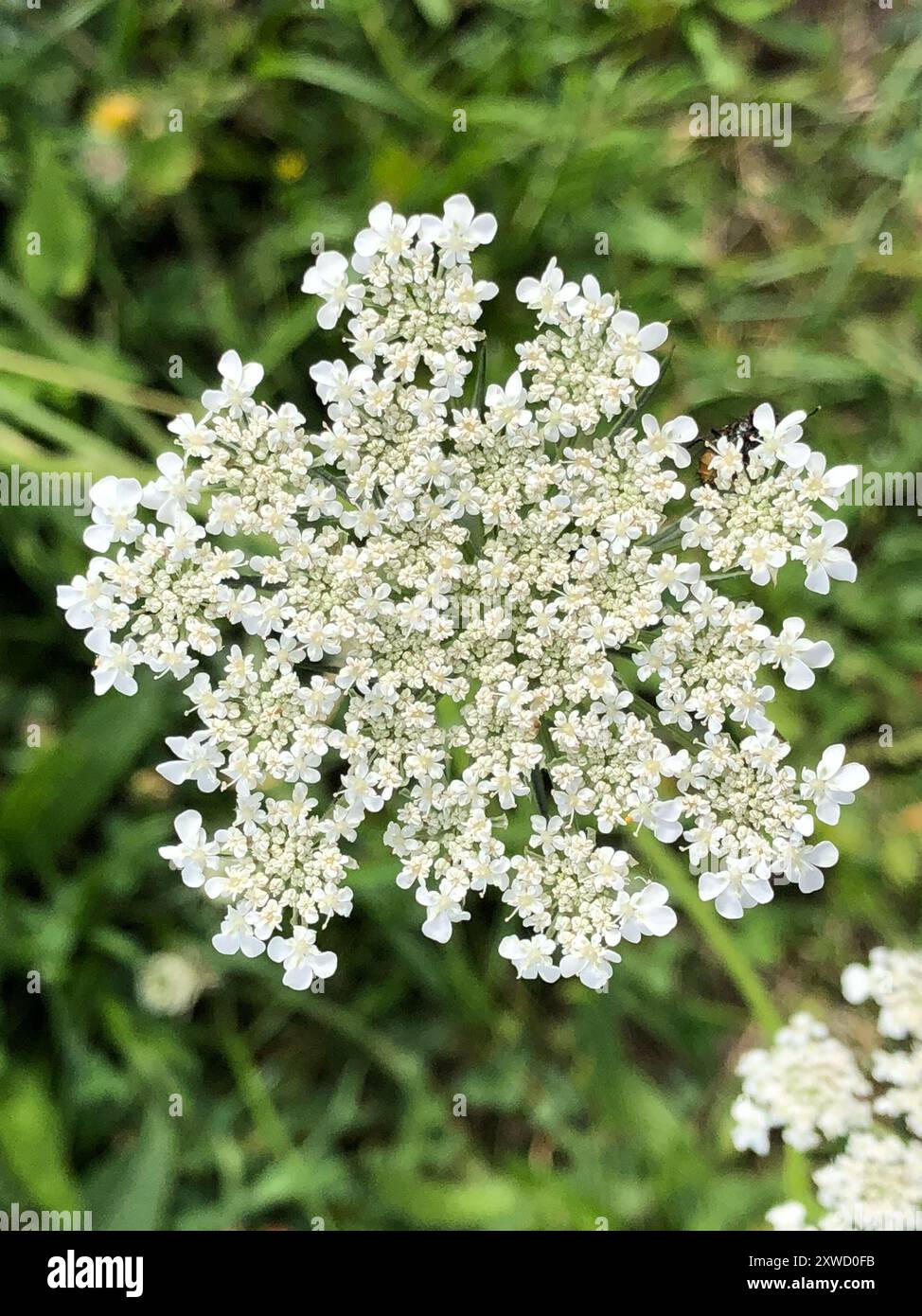 wild carrot (Daucus carota) Plantae Stock Photo - Alamy