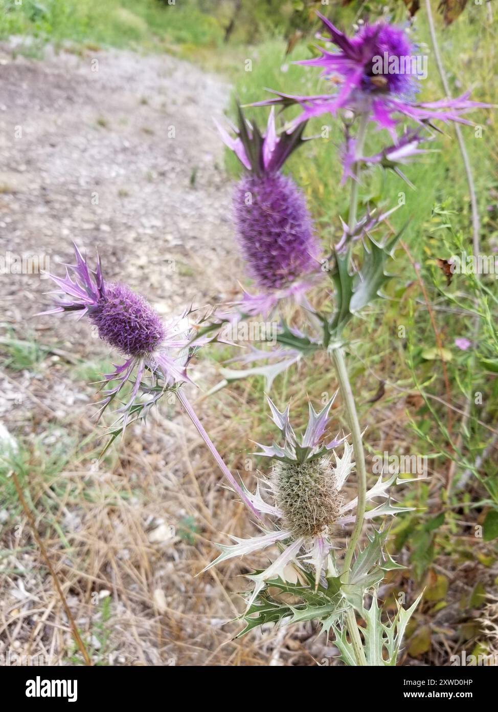 Leavenworth's eryngo (Eryngium leavenworthii) Plantae Stock Photo - Alamy
