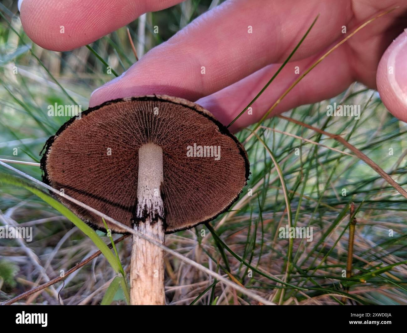 weeping widow (Lacrymaria lacrymabunda) Fungi Stock Photo - Alamy