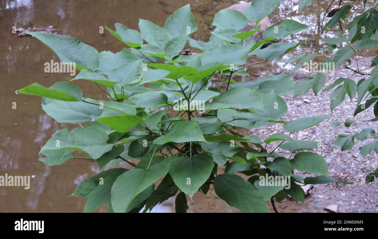 Catalpa Sphinx (Ceratomia catalpae) Insecta Stock Photo - Alamy