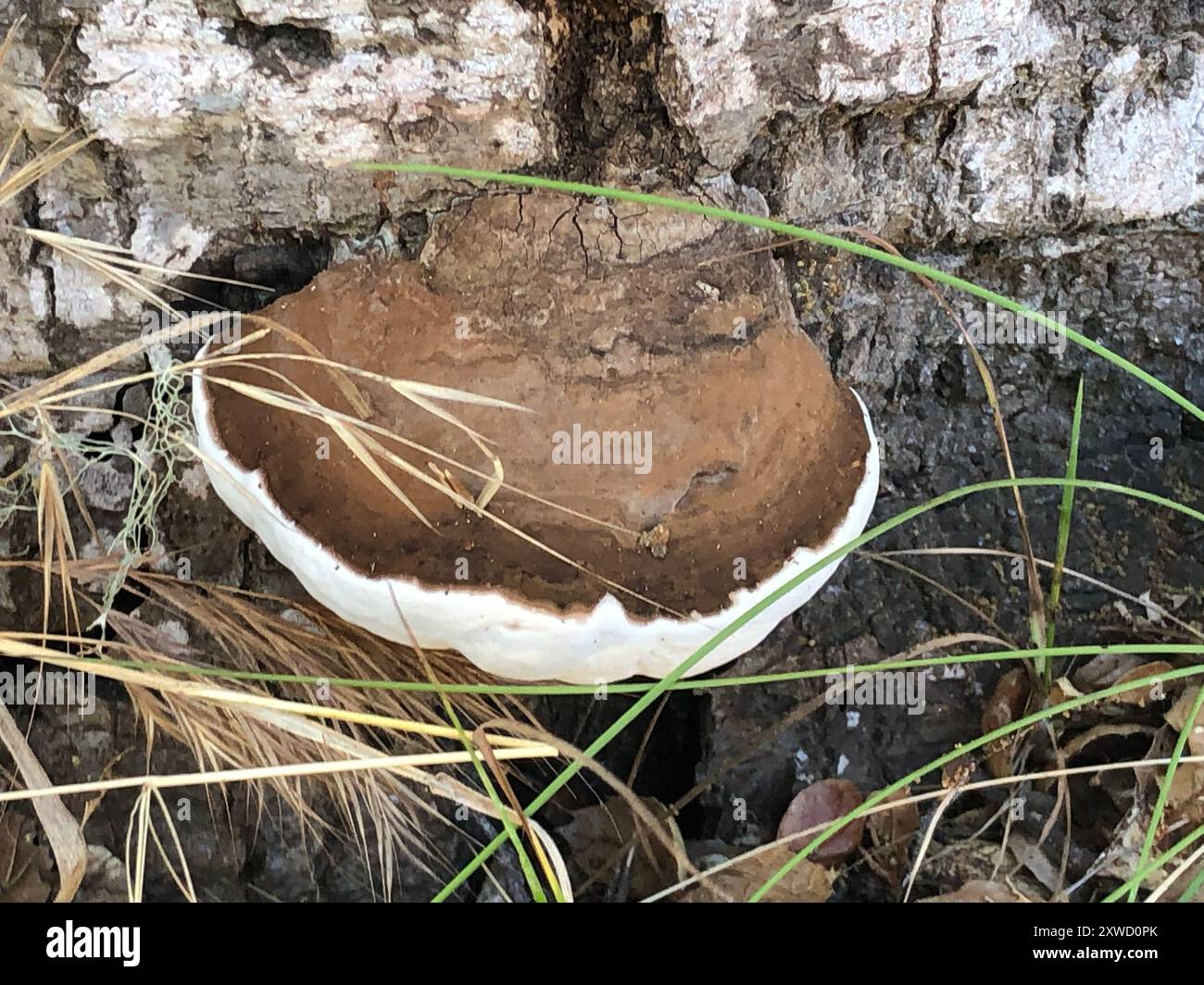 artist's bracket (Ganoderma applanatum) Fungi Stock Photo - Alamy