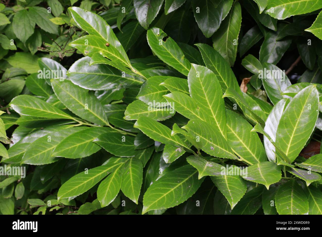 Cherry laurel (Prunus laurocerasus) Plantae Stock Photo - Alamy