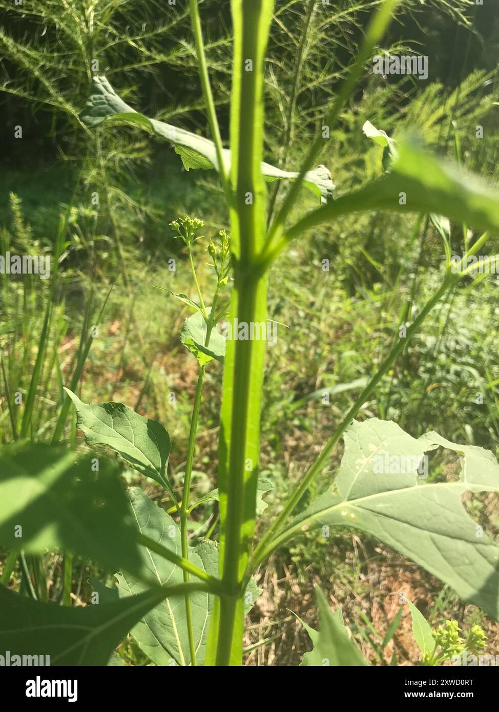 Yellow Crownbeard (Verbesina occidentalis) Plantae Stock Photo - Alamy