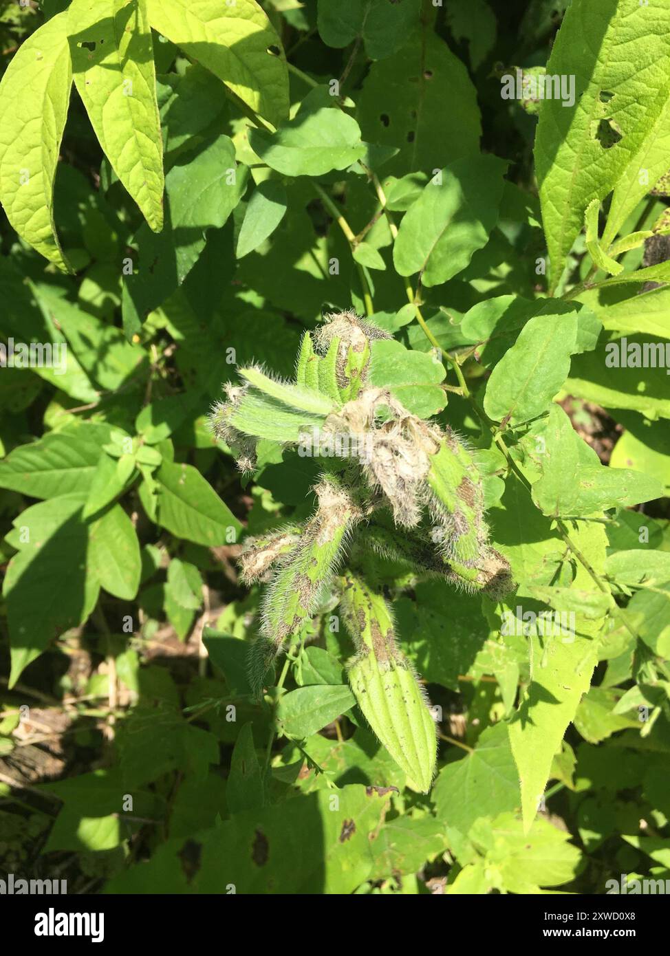 false gromwell (Lithospermum parviflorum) Plantae Stock Photo - Alamy
