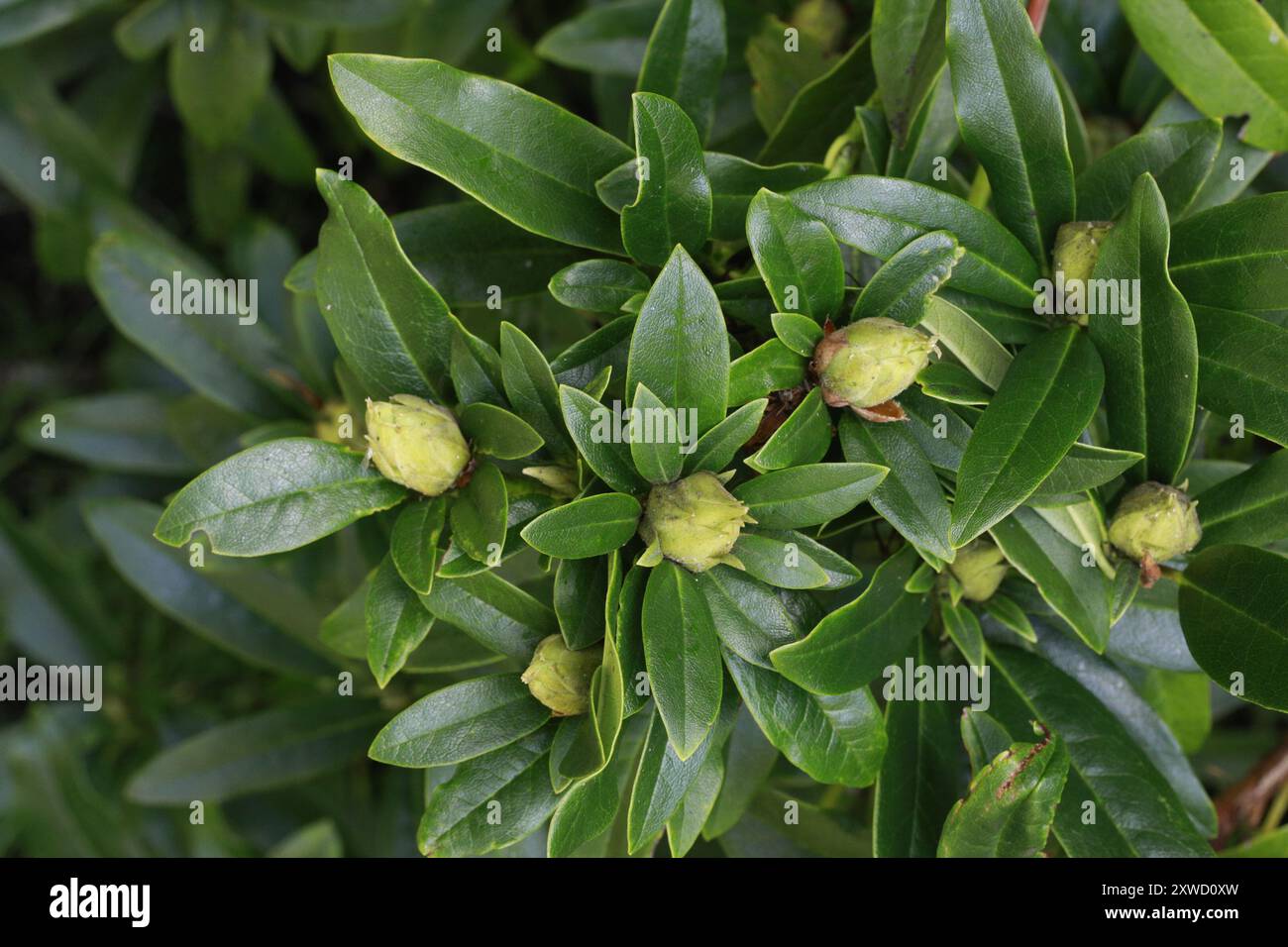 Common Rhododendron (Rhododendron ponticum) Plantae Stock Photo - Alamy