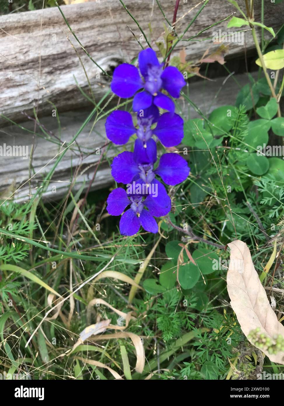 doubtful knight's-spur (Delphinium ajacis) Plantae Stock Photo - Alamy