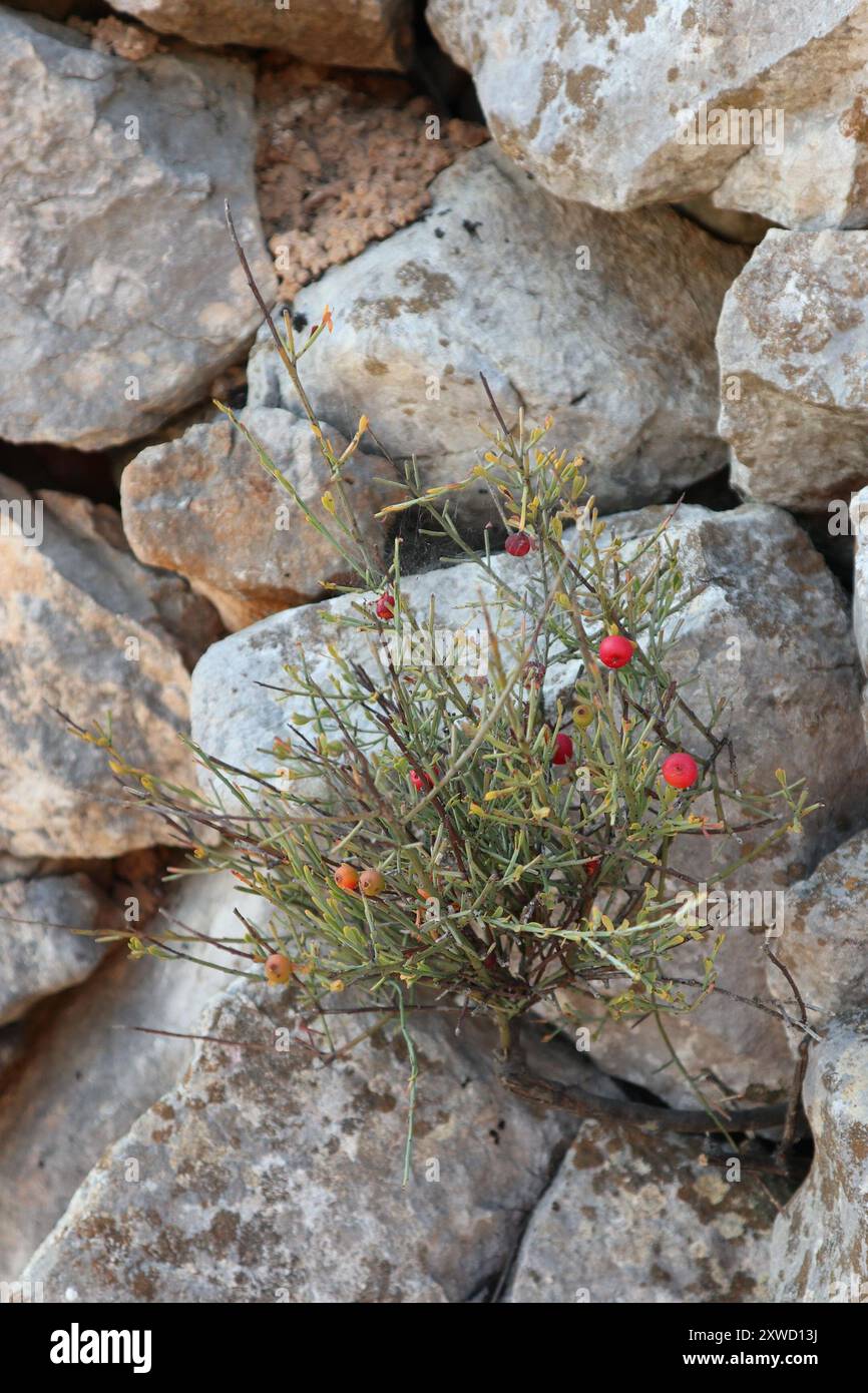 Osyris hi-res stock photography and images - Alamy