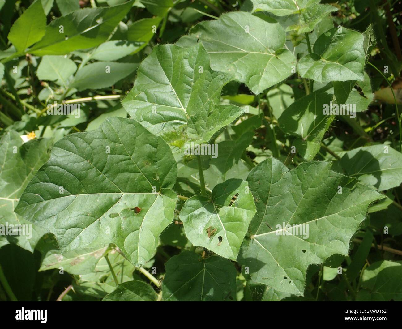 Solanum capsicoides hi-res stock photography and images - Alamy