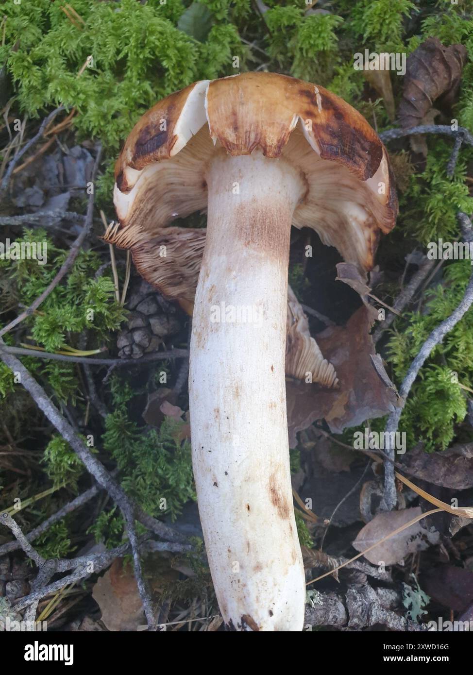 Red-brown Trich (Tricholoma pessundatum) Fungi Stock Photo - Alamy