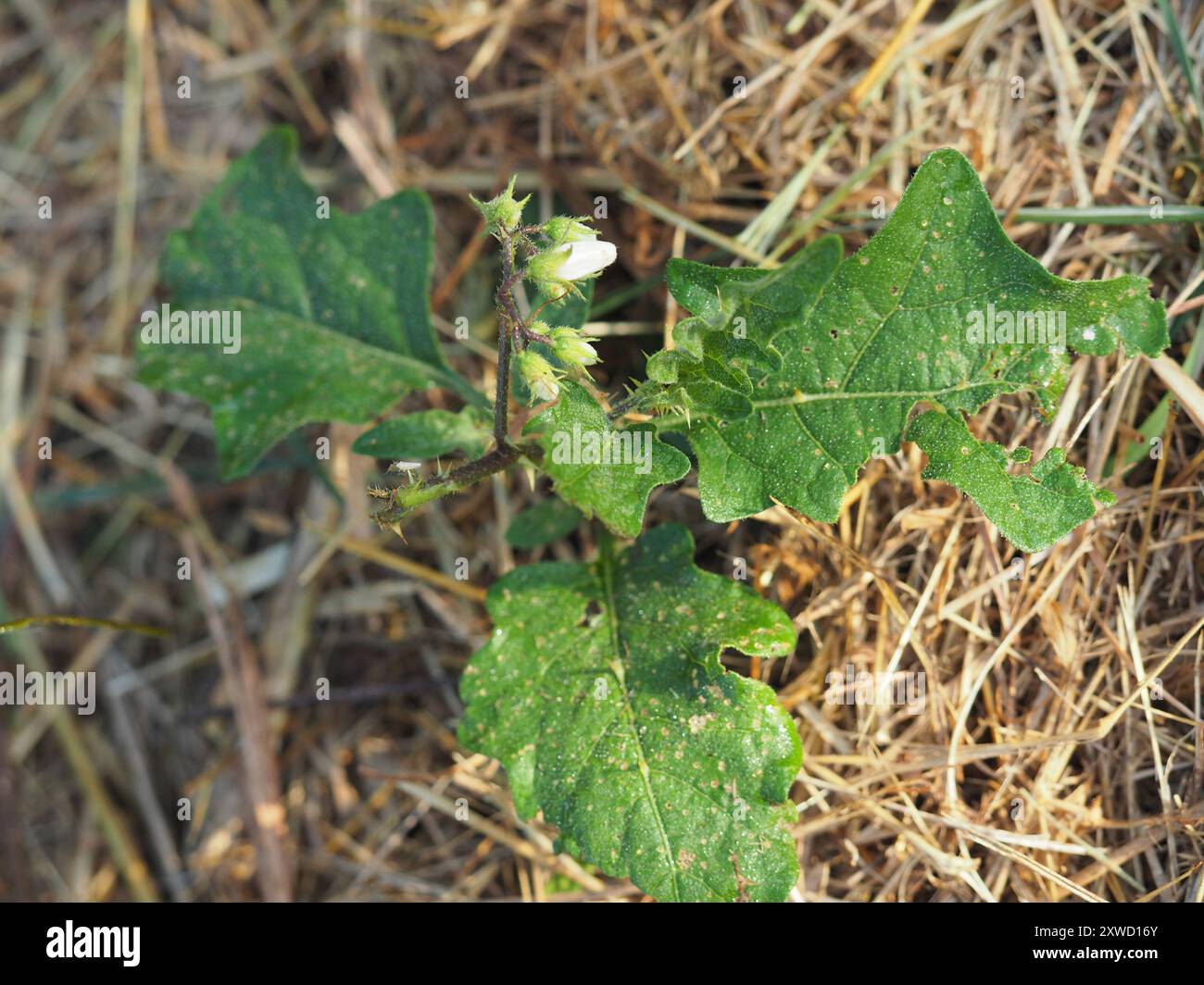 Carolina horsenettle (Solanum carolinense) Plantae Stock Photo - Alamy