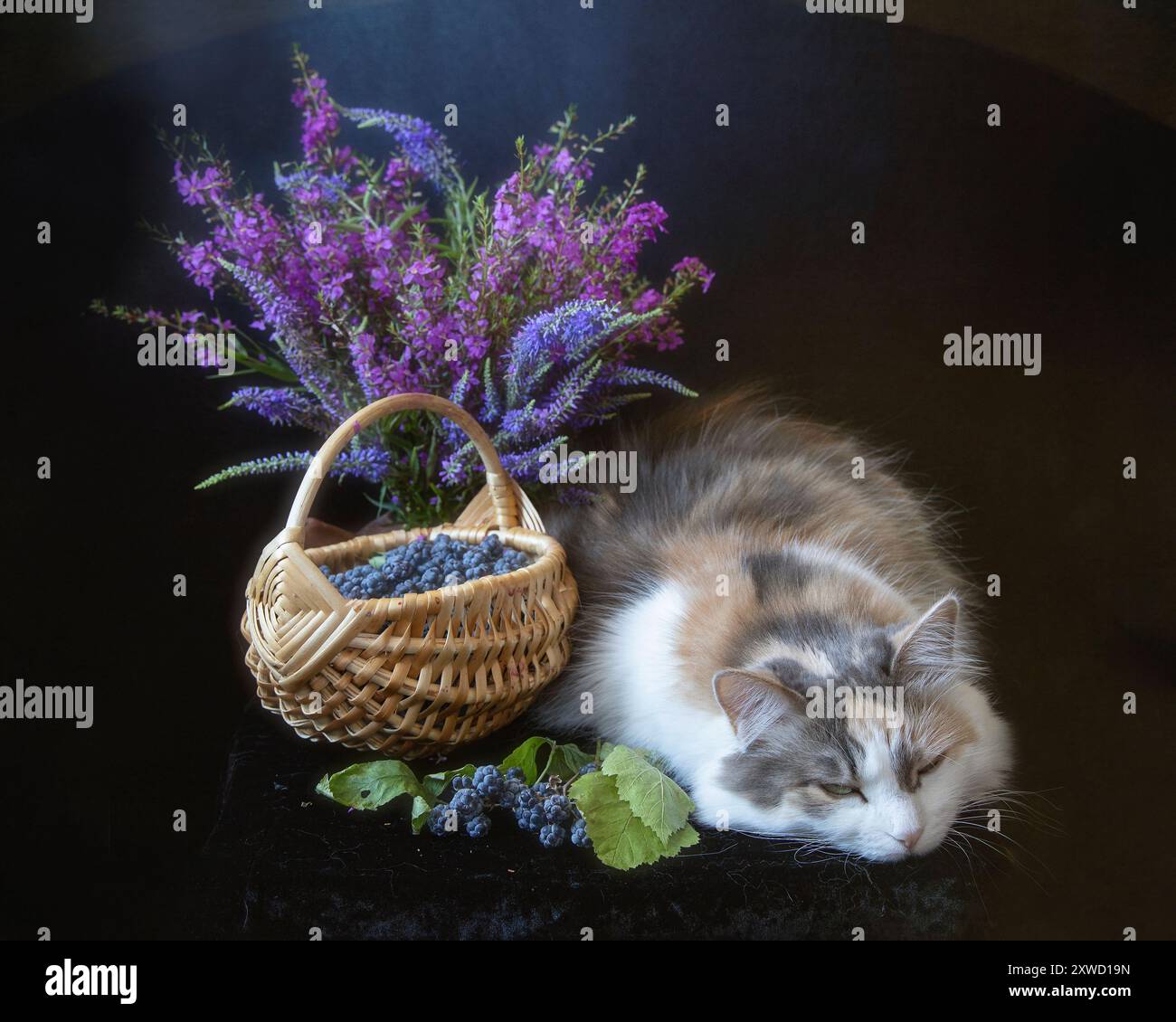Portrait pretty tricolor kitty hi-res stock photography and images - Alamy