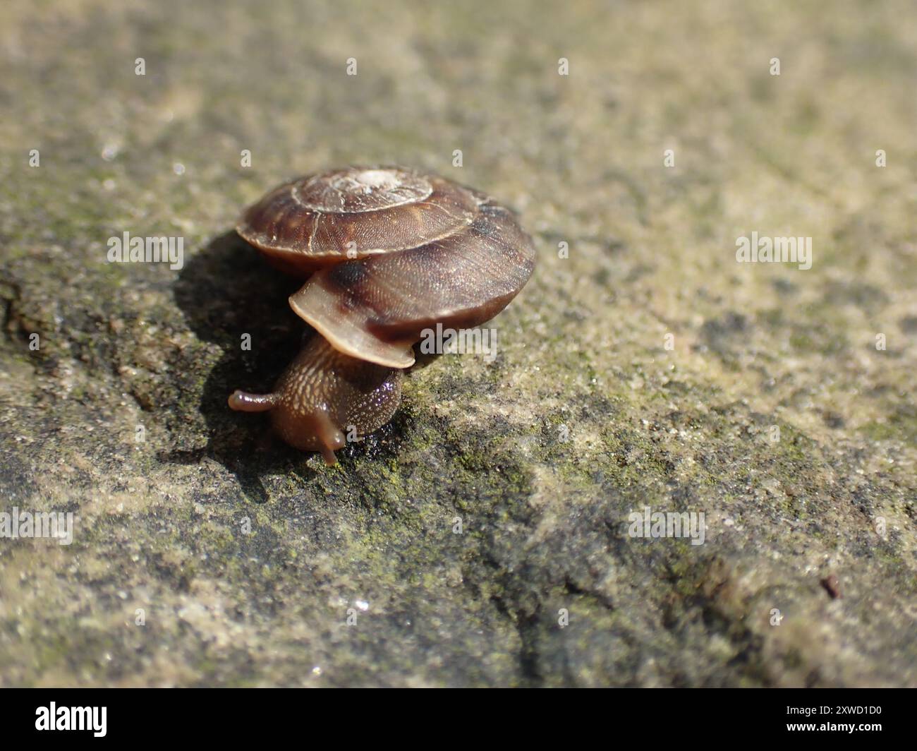 Lapidary Snail (Helicigona lapicida) Mollusca Stock Photo - Alamy