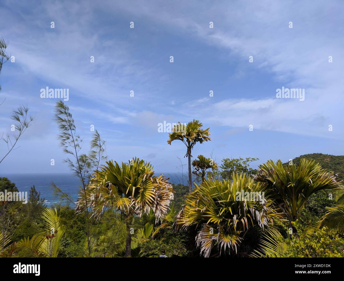 Sea Coconut (Lodoicea maldivica) Plantae Stock Photo - Alamy