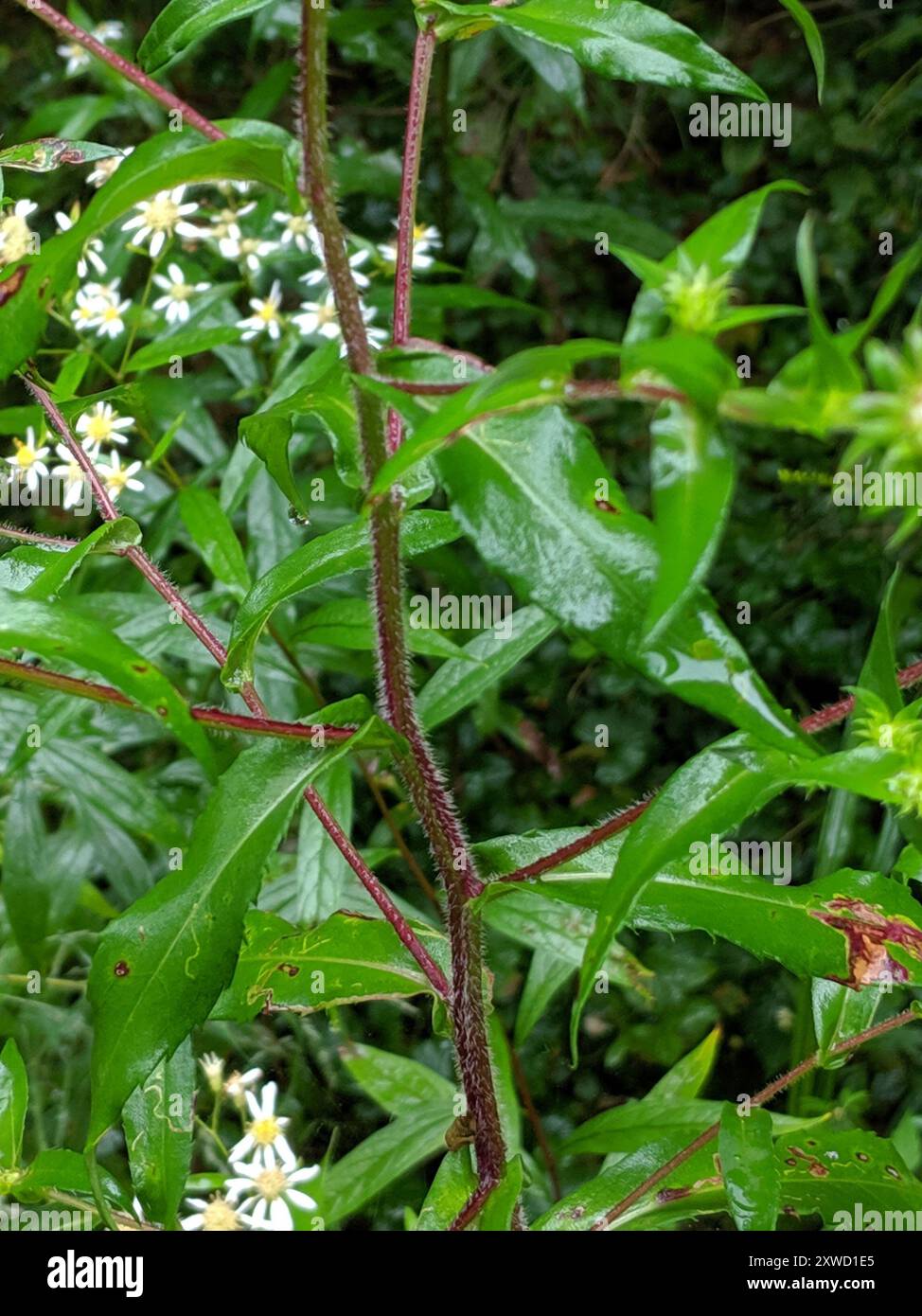 swamp aster (Symphyotrichum puniceum) Plantae Stock Photo - Alamy