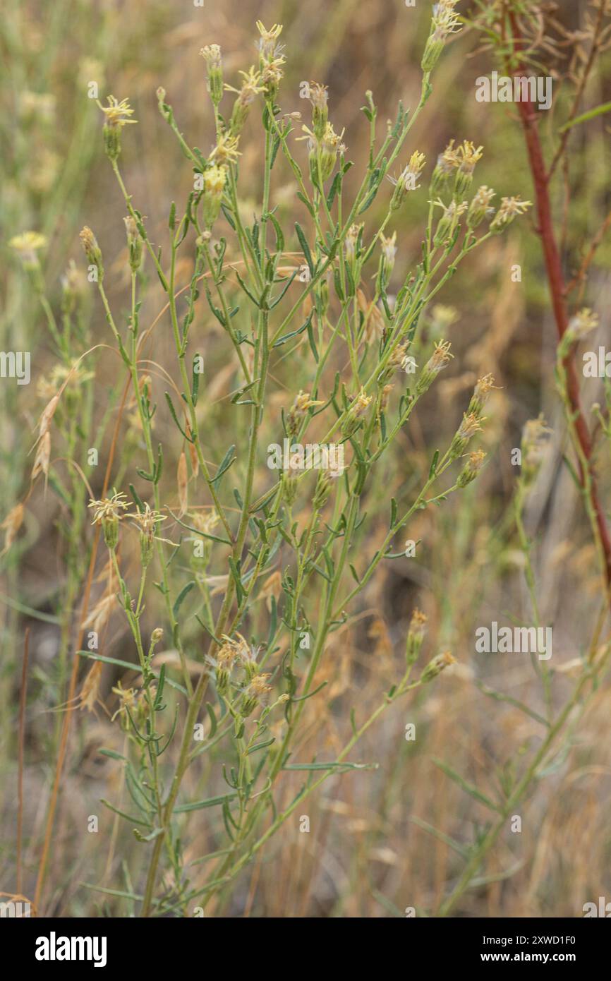 False Boneset (Brickellia eupatorioides) Plantae Stock Photo - Alamy