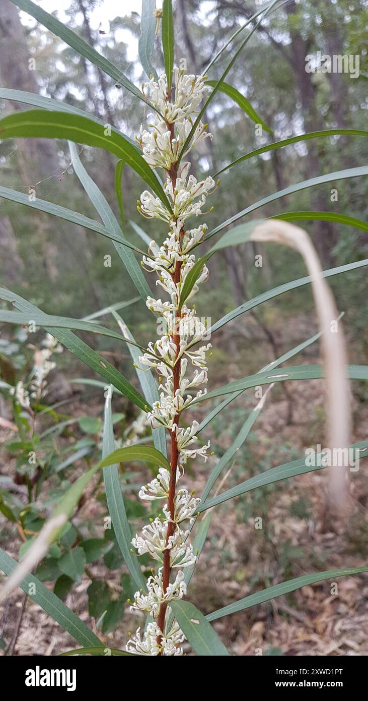 Tree Hakea (Hakea eriantha) Plantae Stock Photo - Alamy