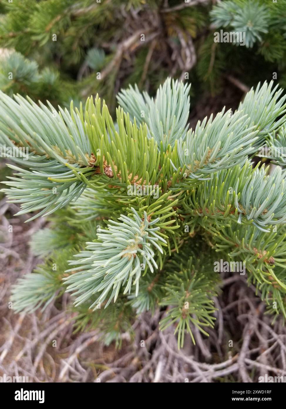 Engelmann spruce (Picea engelmannii) Plantae Stock Photo - Alamy