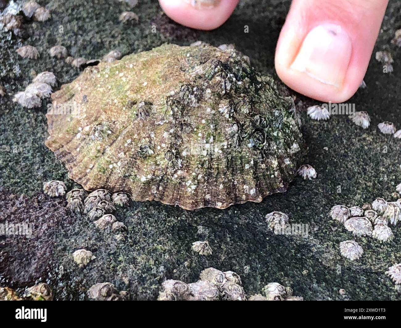 Common European Limpet (Patella vulgata) Mollusca Stock Photo - Alamy
