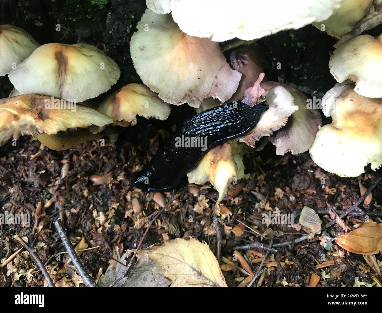 Black Slug (Arion ater) Mollusca Stock Photo - Alamy