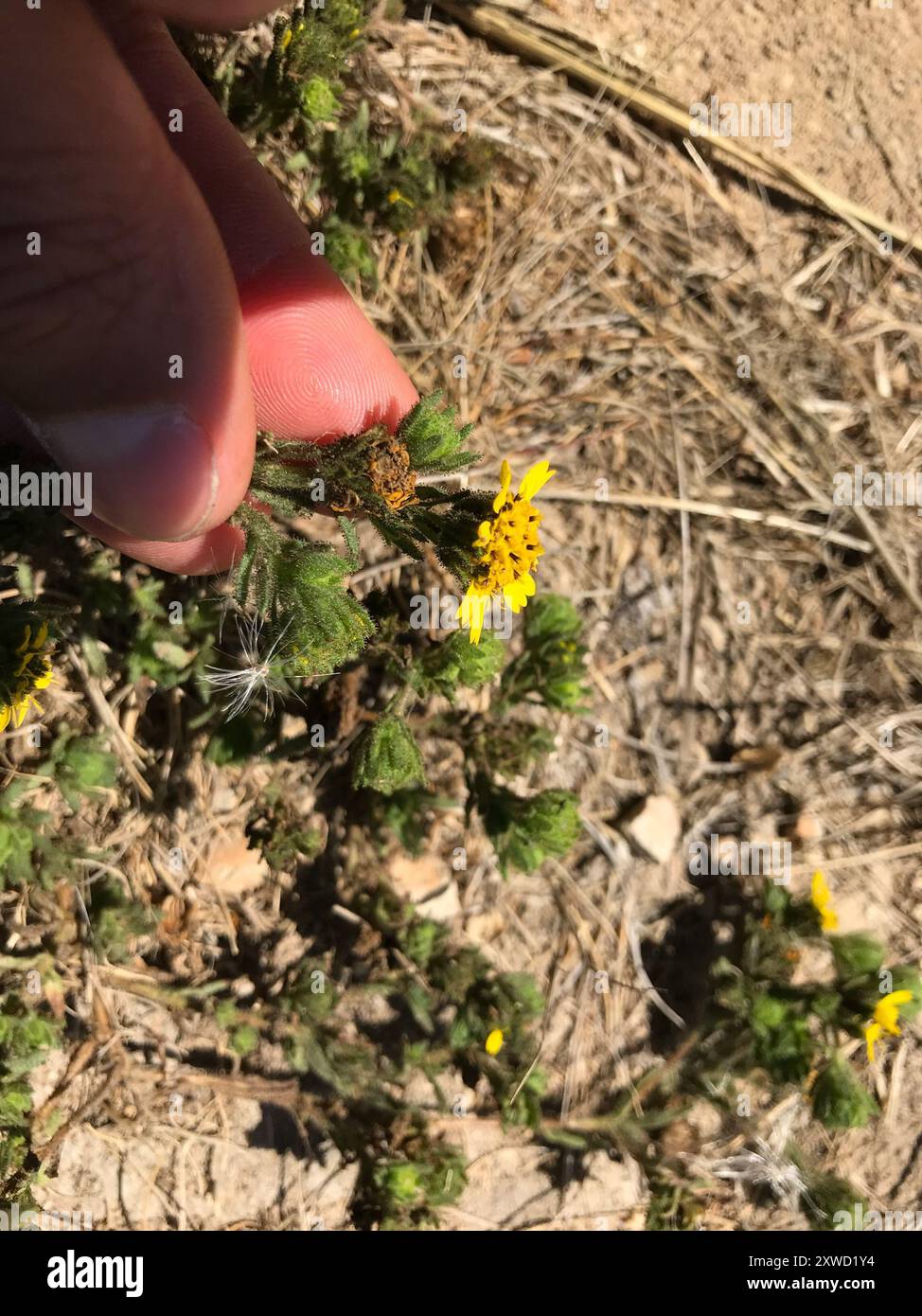 Coastal Tarweed (Deinandra corymbosa) Plantae Stock Photo - Alamy