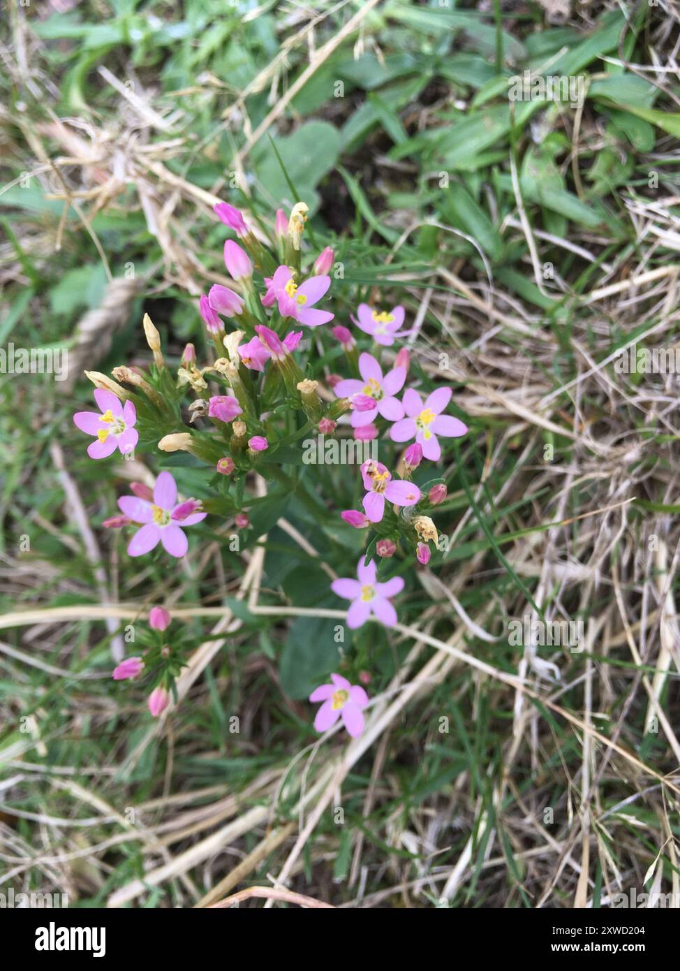 Common centaury (Centaurium erythraea) Plantae Stock Photo - Alamy