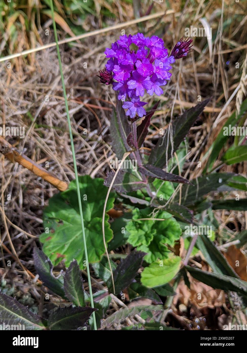 Slender Vervain (Verbena rigida) Plantae Stock Photo - Alamy